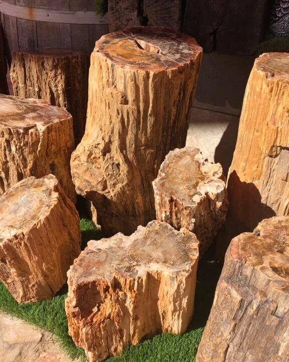 עץ מאובן | גזעים מאובנים ממדגסקר ומאריזונה לעיצוב ולאספנות | היבואן