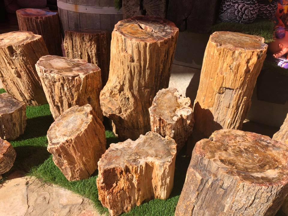 עץ מאובן | גזעים מאובנים ממדגסקר ומאריזונה לעיצוב ולאספנות | היבואן