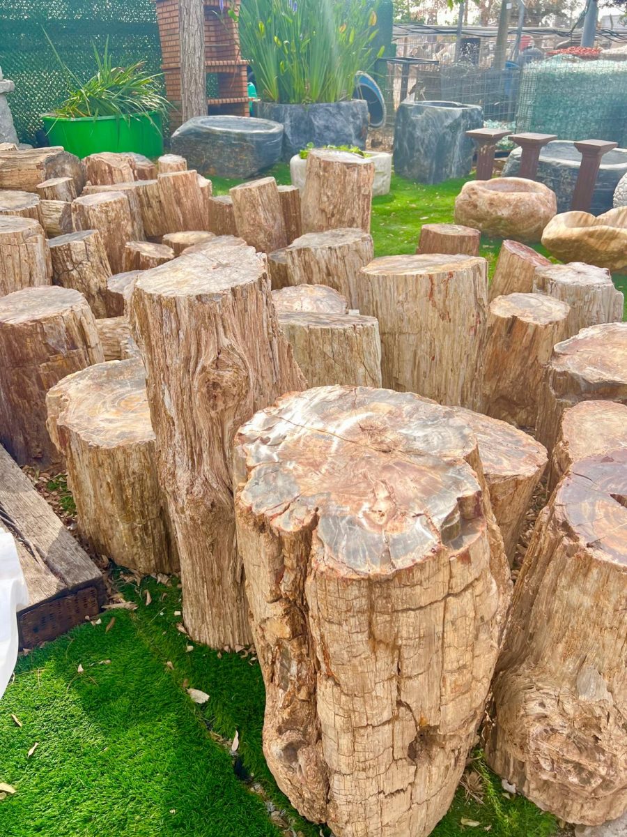 עץ מאובן | גזעים מאובנים ממדגסקר ומאריזונה לעיצוב ולאספנות | היבואן